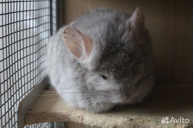 Продам самочку шиншиллы ангора