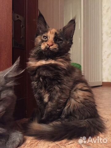 Котята Мейн кун, кошечка черепаха