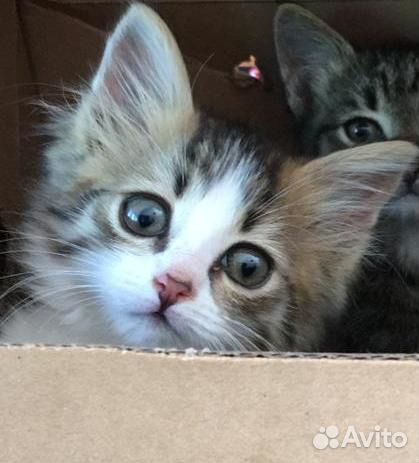 Котята