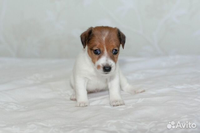 Джек Рассел терьер