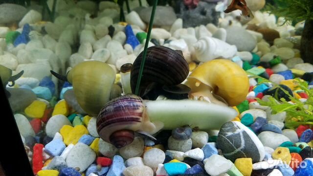 Ампулярии взрослые