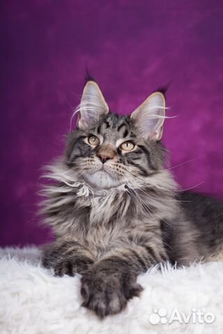 Крупный породистый котенок мейн-кун