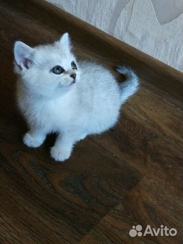 Котенок британец 1, 5 мес
