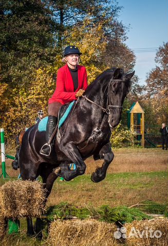 Продаётся Фризкая кобыла