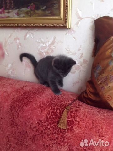 Котенок (полу-британец)