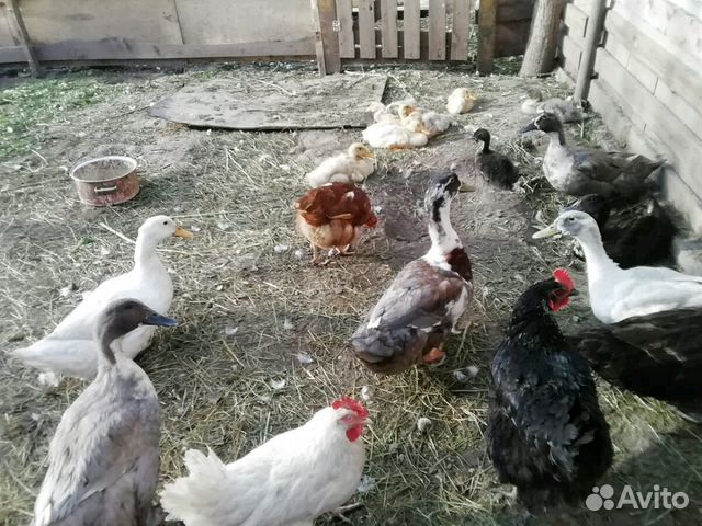 Селезень голубой фаворит