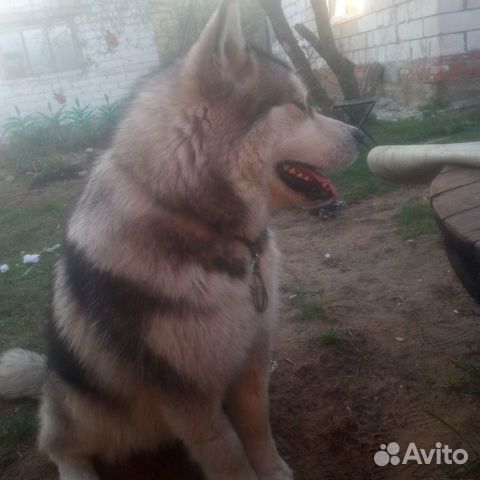 Продаю собаку Аляскинский маламут