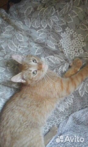 Рыжуля в добрые руки