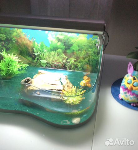 Аквариум с черепашками