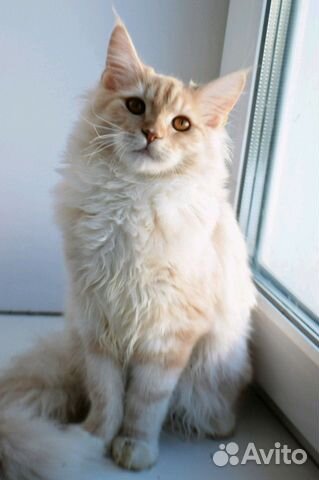 Котик в пудровом окрасе