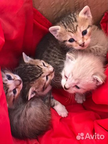 Котята полудикие мышеловы