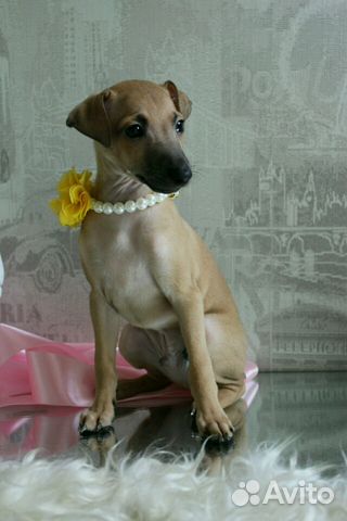 Левретки очаровашки