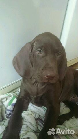 Чистокровный щенок немецкого курцхаара