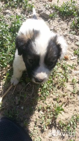 Кутята в добрые руки. Много мальчиков