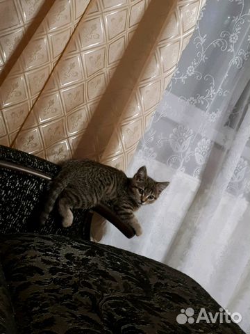 Отдам котёнка
