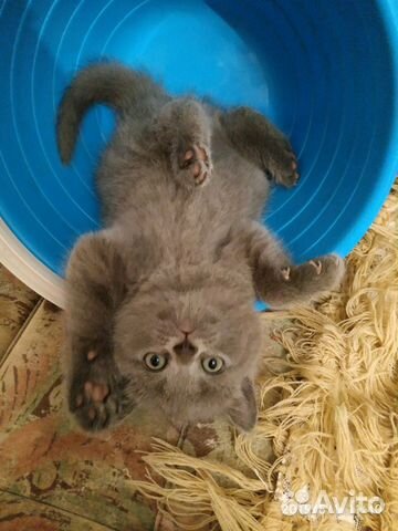 Плюшевые котята ищут хозяев
