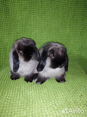 Шикарные малыши породы Minilop