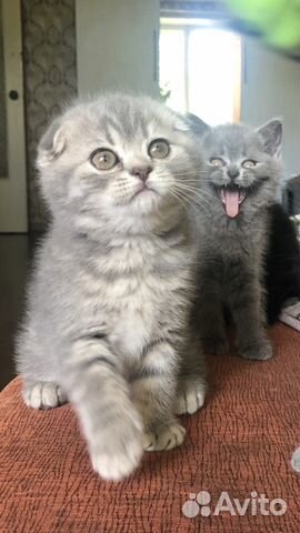 Шотландский котёнок голубой мрамор