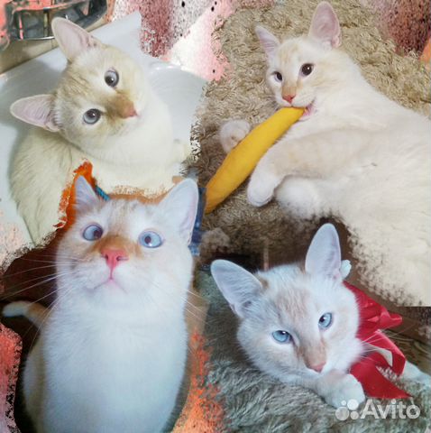 Смешнючий красавец Гоша