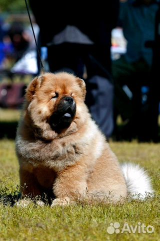 Чау-чау мальчик