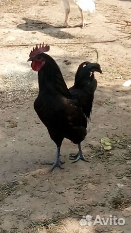 Петух ухей илюй