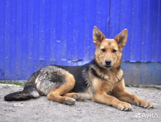 Альма в дар