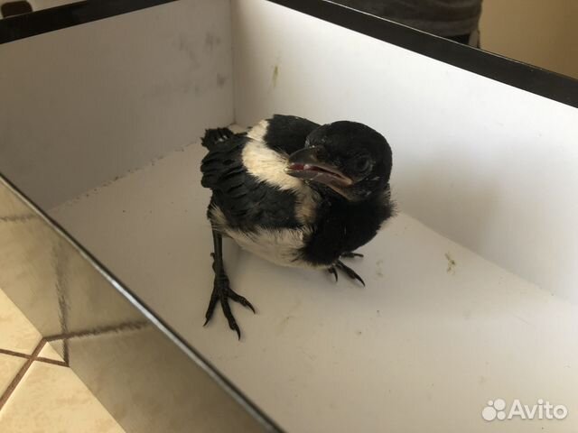 Птенчик сороки в добрые руки