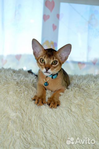 Котенок необыкновенной красоты