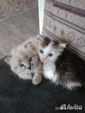 Отдам котят в добрые руки