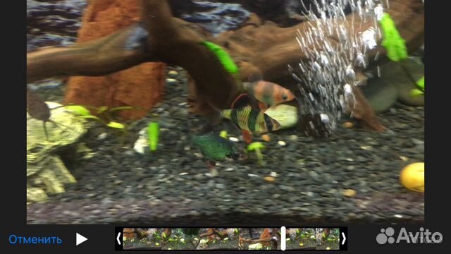 Отдам троих суматранских барбусов, два полосатых и