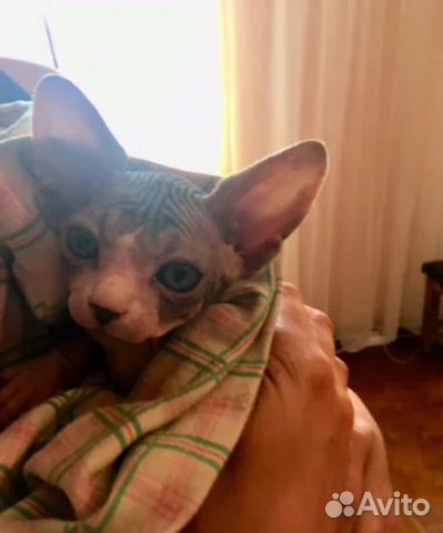 Канадский сфинкс