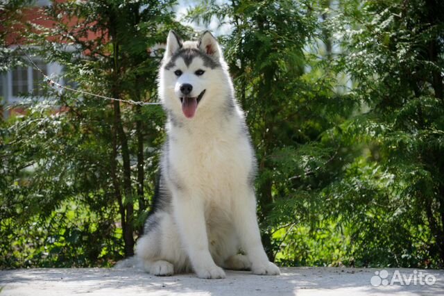 Продается щенок Сибирский хаски (кобель)