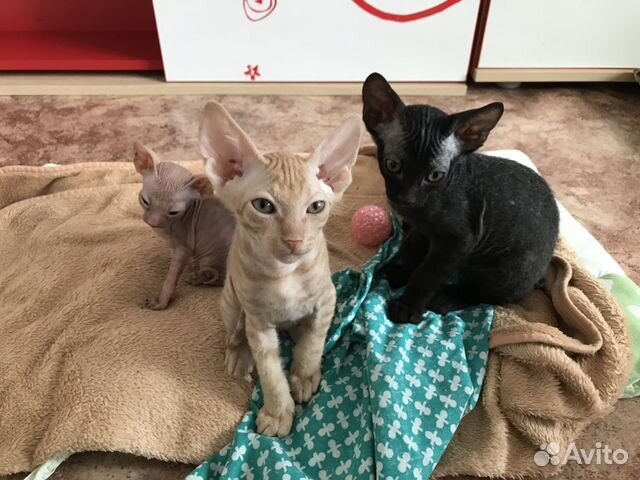 Сфинкс котята очаровашки