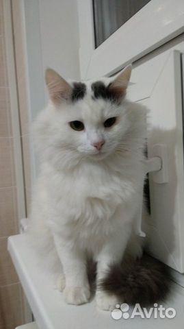 Котик в добрые ручки