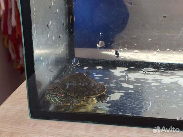 Красноухая черепаха 2 года