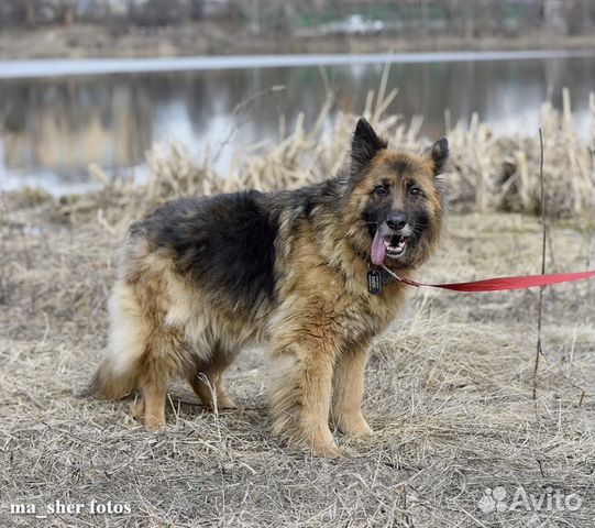 Немецкая овчарка Цея