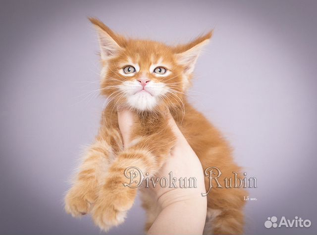 Котик мейн-кун Рубин окрас красный мраморный (d22)