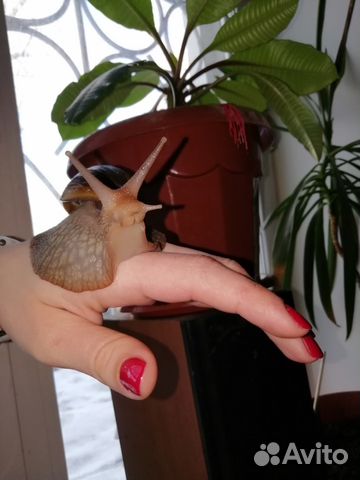 Продам виноградную улитку