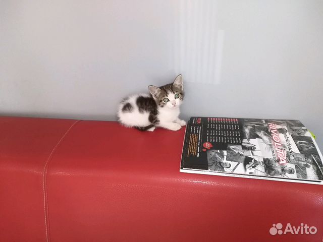 Котятам нужны любящие ручки