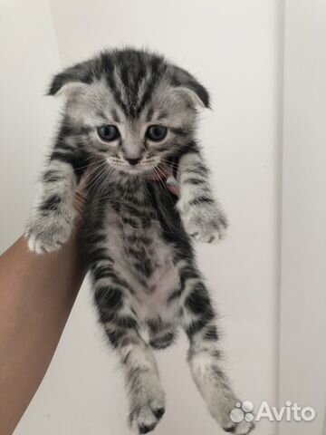 Шотландская