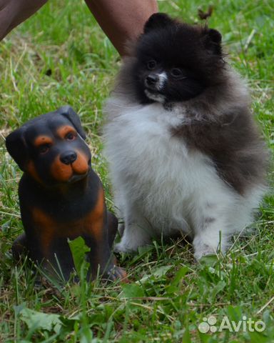 Шпиц померанский