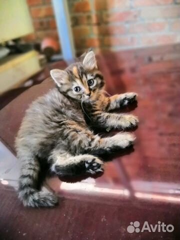 Котята-девчата