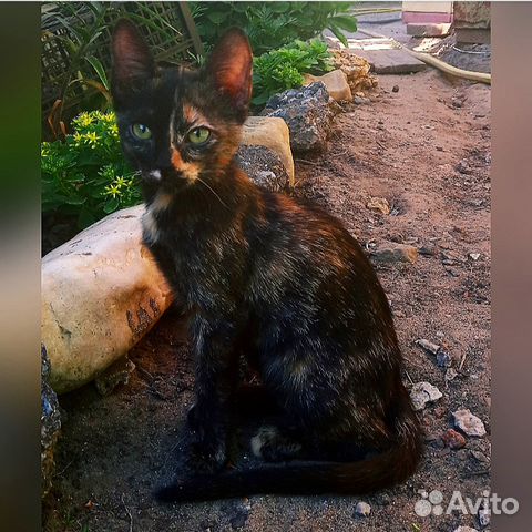 Потерялся котенок