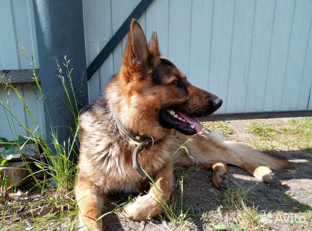 Немец на вязку