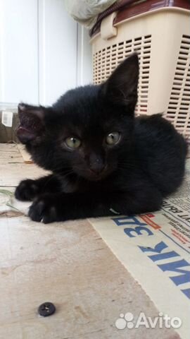 Милашка-котенок