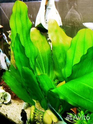 Эхинодорус аргентинский