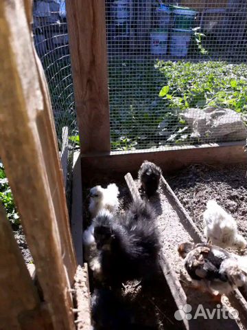 Китайские шелковые куры