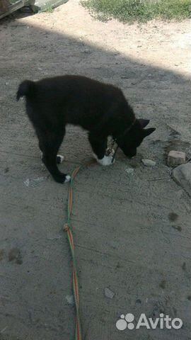 Щенок дворняги, 2 месяца