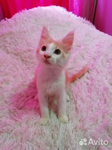 Мейн-кун, девочка