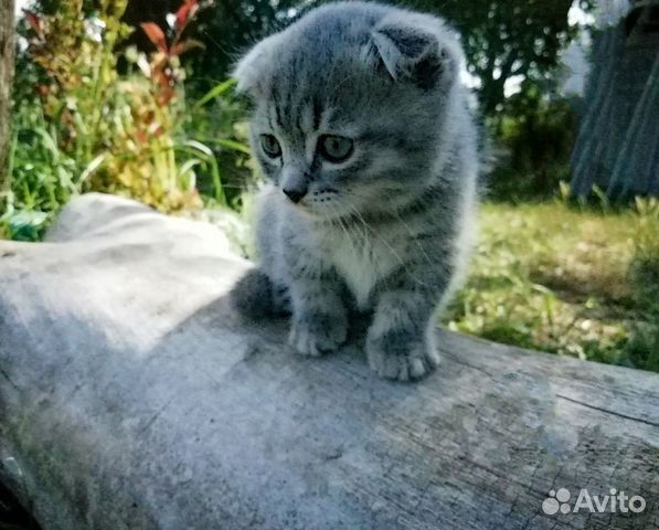 Шотландские вислоухие котята